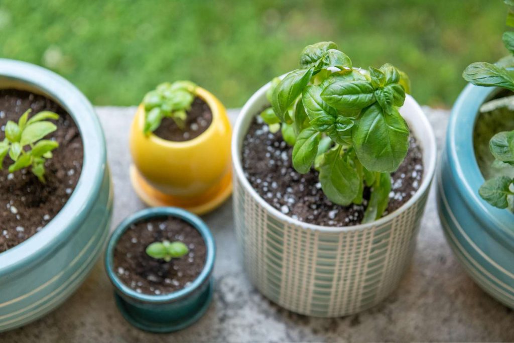Best Way to Grow Potted Basil: Expert Tips for Thriving Plants – Inside ...