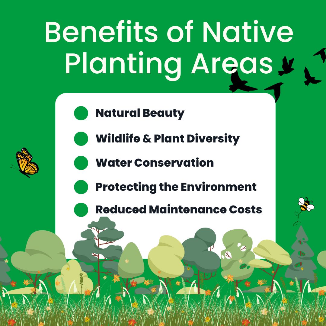 What are the Benefits of Planting Native Plants: Boost Your Garden’s ...