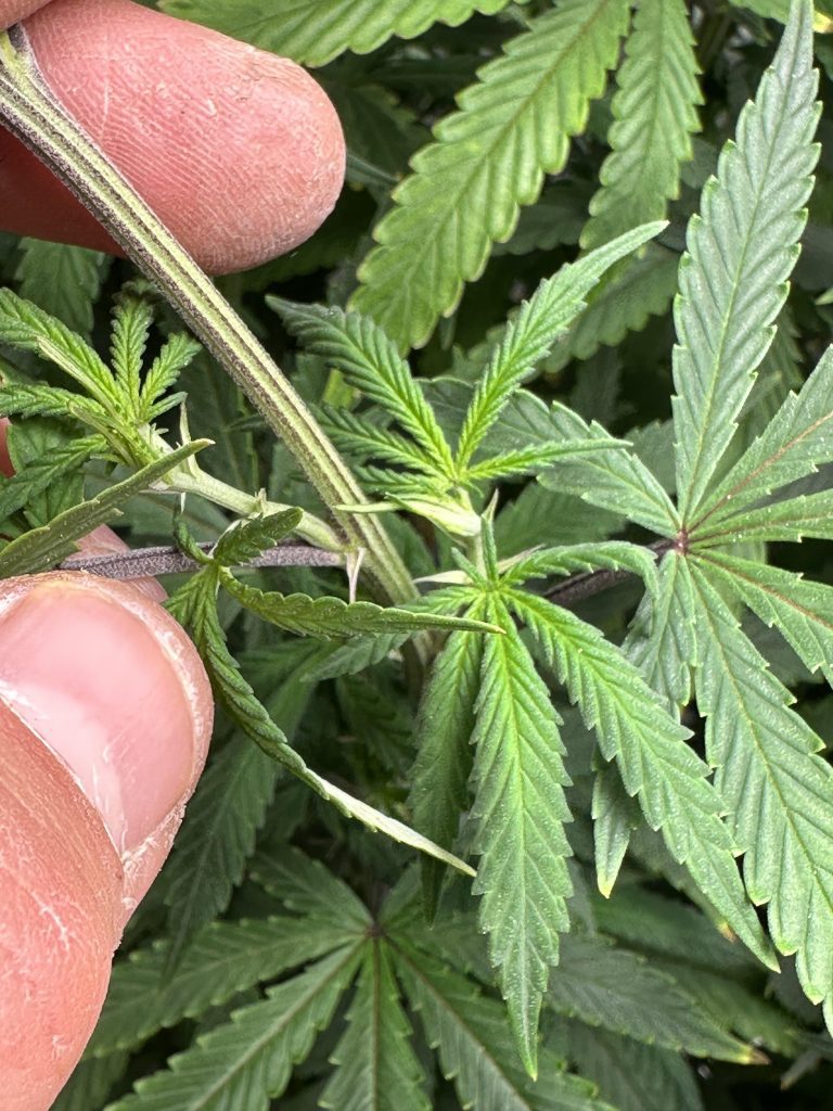 Pot Plant Not Flowering: Top 10 Solutions to Bloom Again – Inside Grown