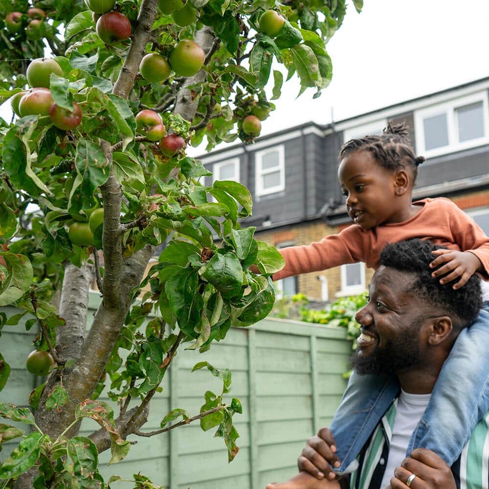 What to Do When Planting Fruit Trees: Expert Tips for Success – Inside ...