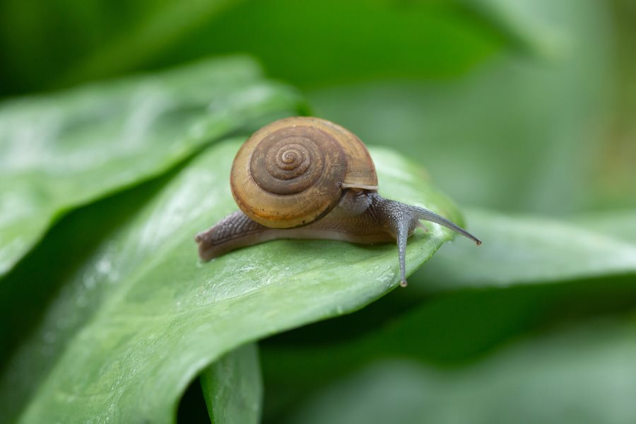Where Can You Find Garden Snails: Top Spots Revealed – Inside Grown