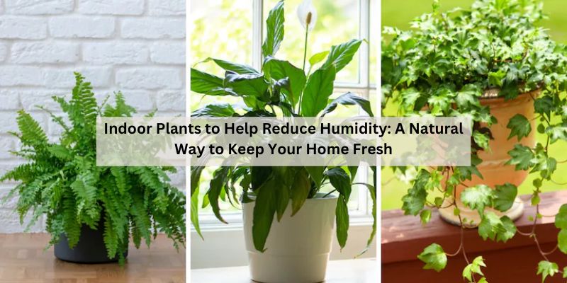 Indoor Plants to Help Reduce Humidity: A Natural Way to Keep Your Home ...