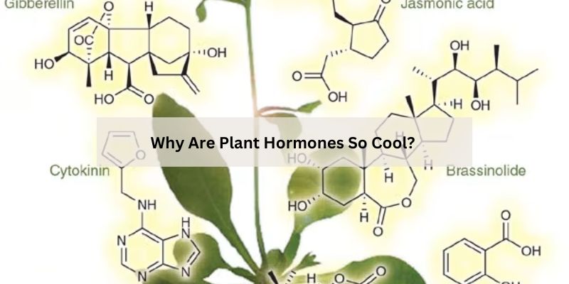 Why Are Plant Hormones So Cool?