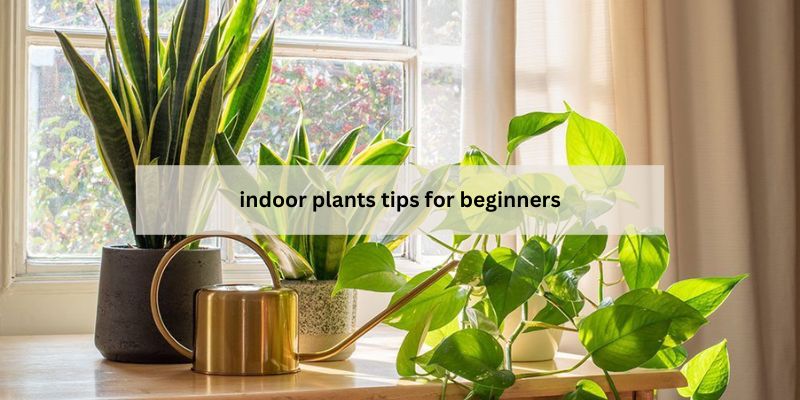 indoor plants tips for beginners – Inside Grown